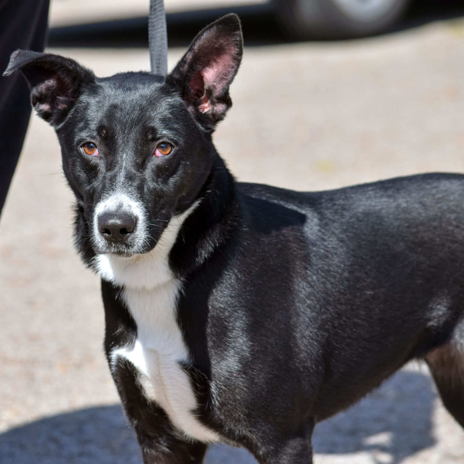 Nicole - Animal House Shelter