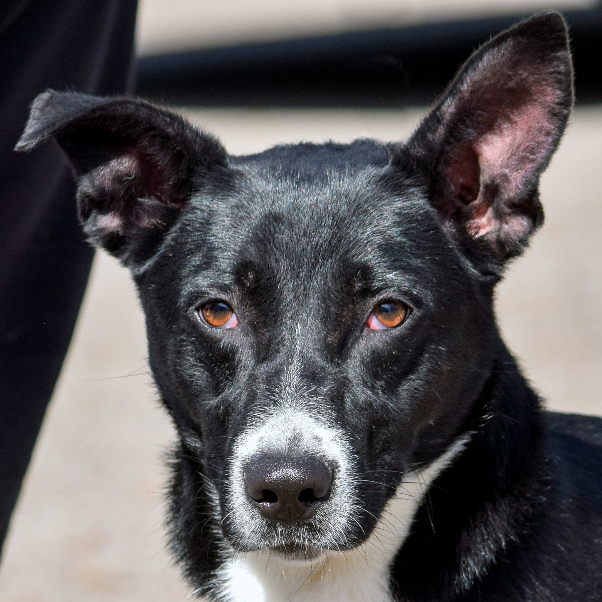 Nicole - Animal House Shelter