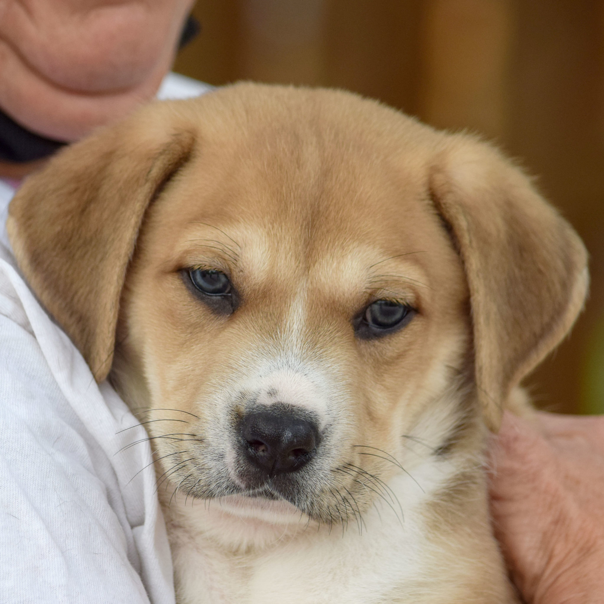 Sally - Animal House Shelter