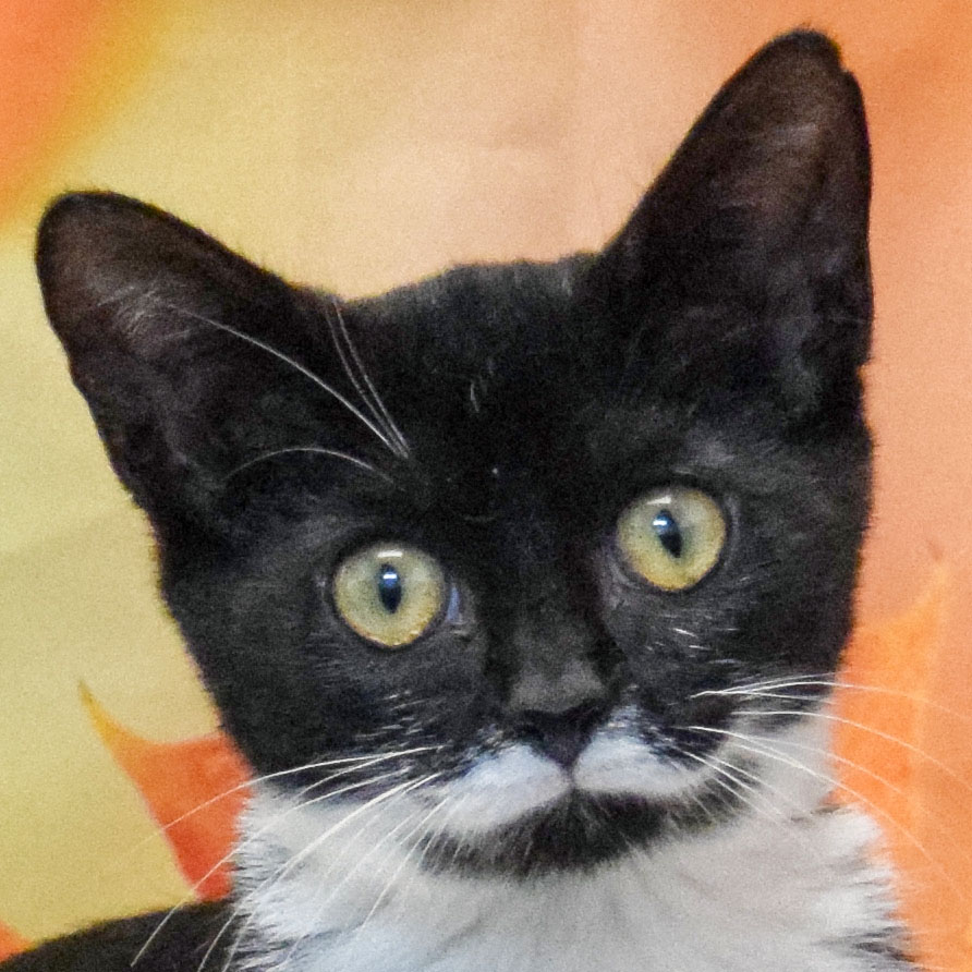 Triggy - Animal House Shelter