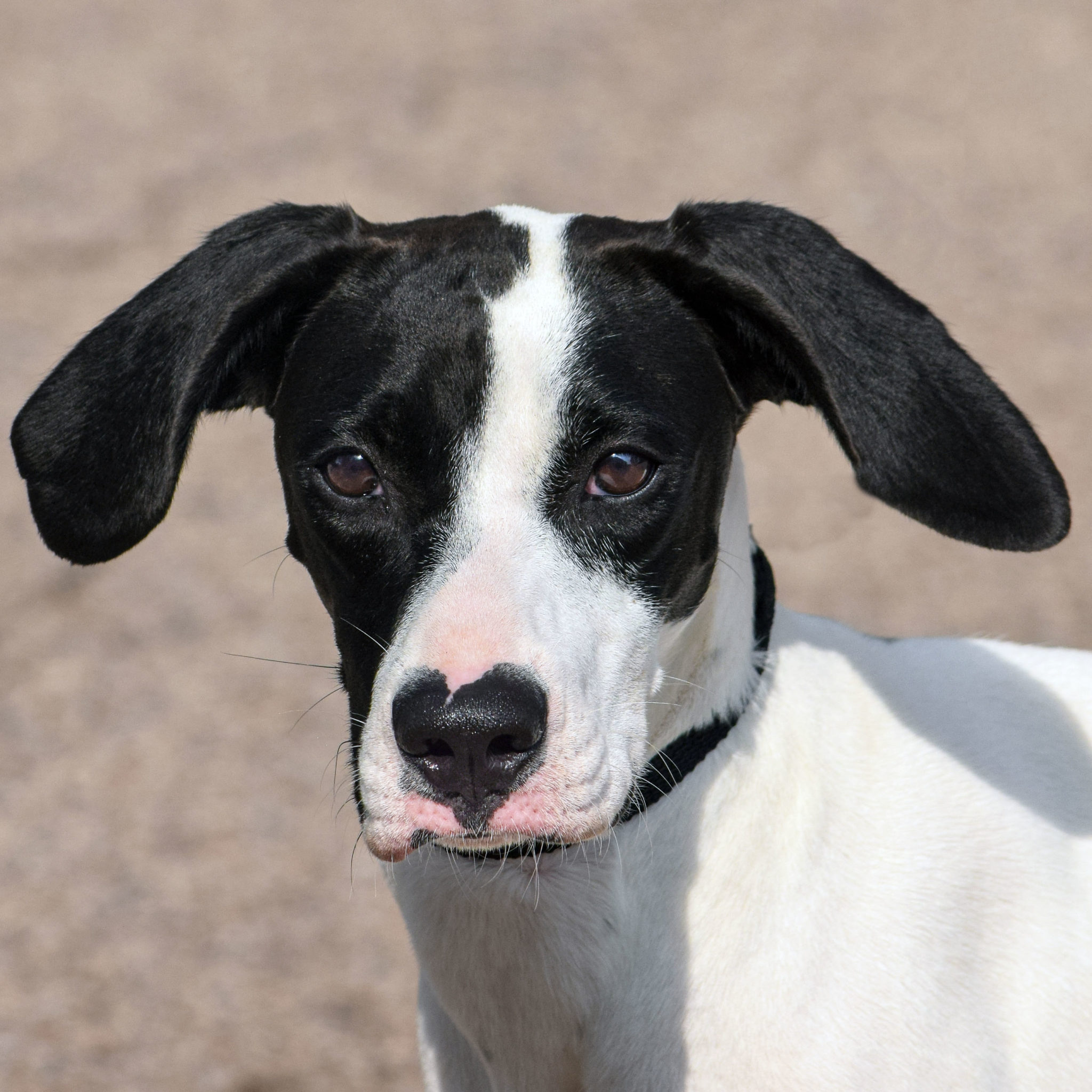 Azula - Animal House Shelter