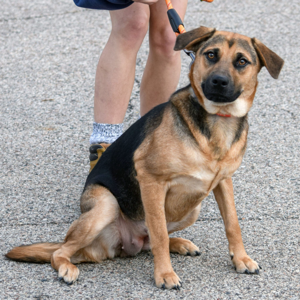 Boomer - Animal House Shelter