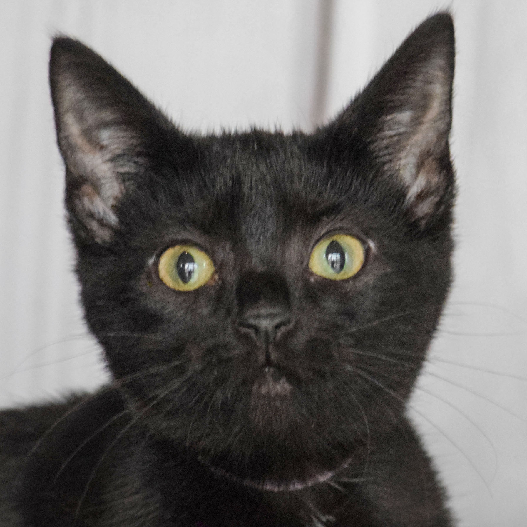 Jelly Bean - Animal House Shelter