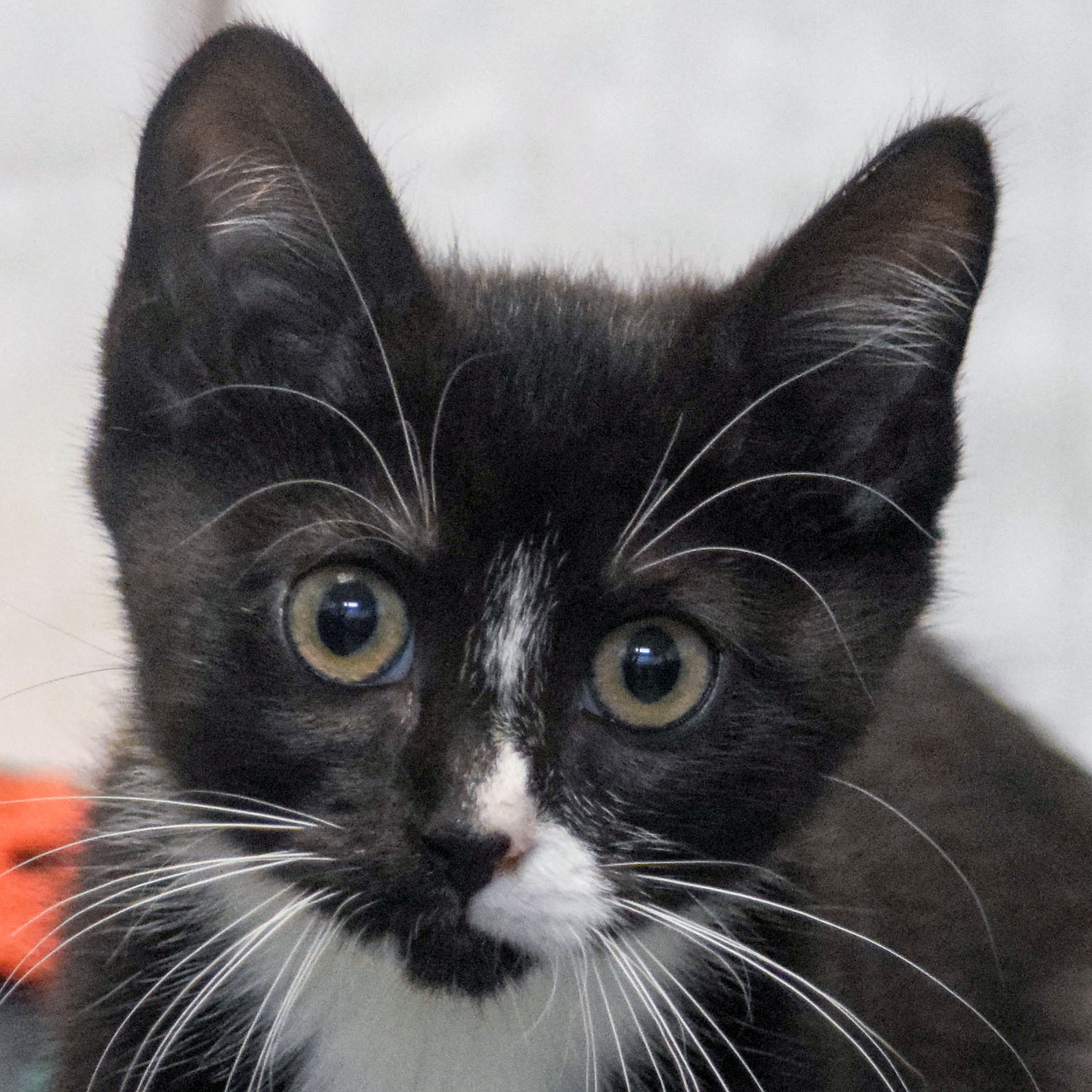 JuJu - Animal House Shelter