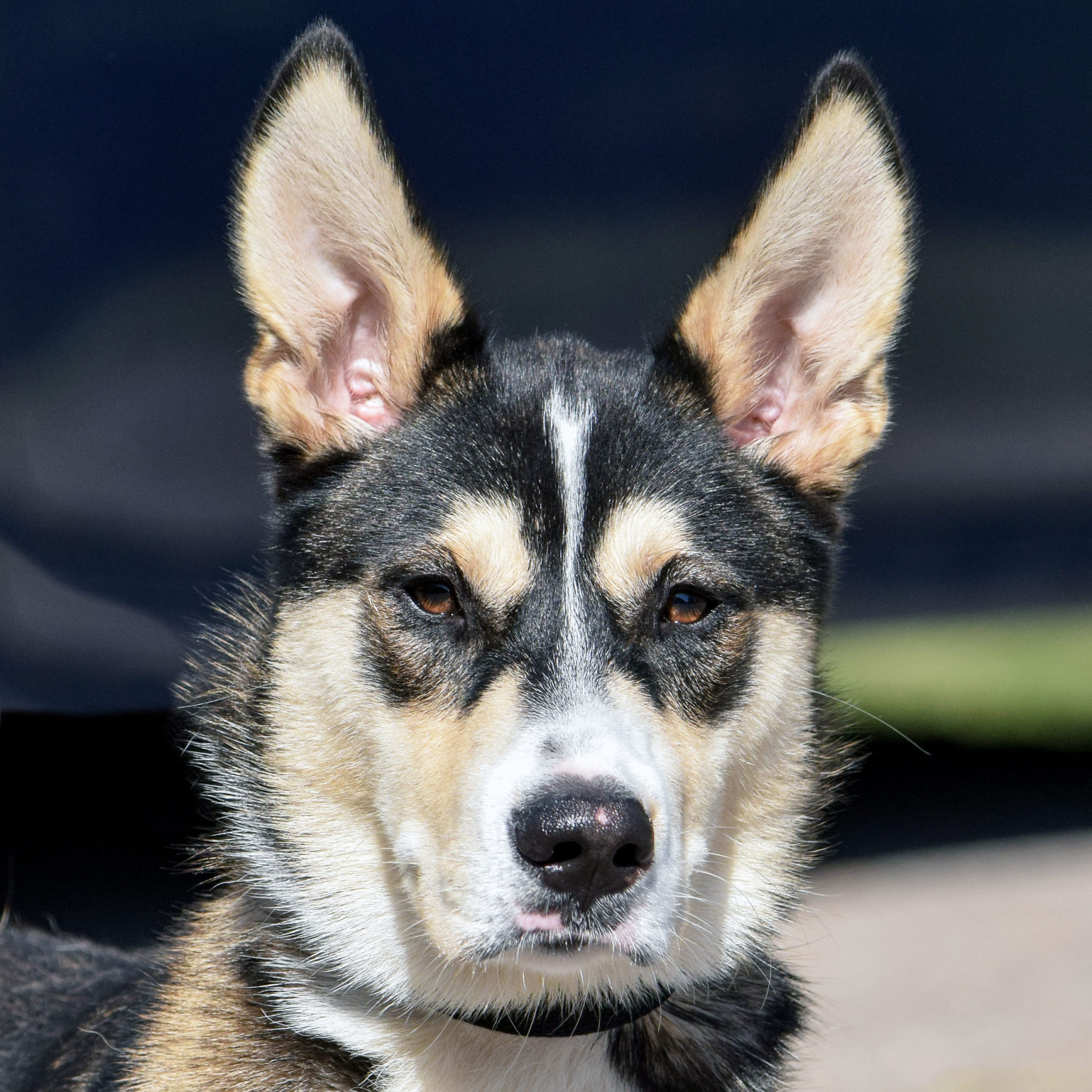 Malcom - Animal House Shelter