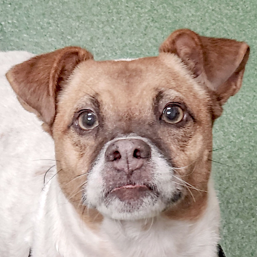 Maple - Animal House Shelter