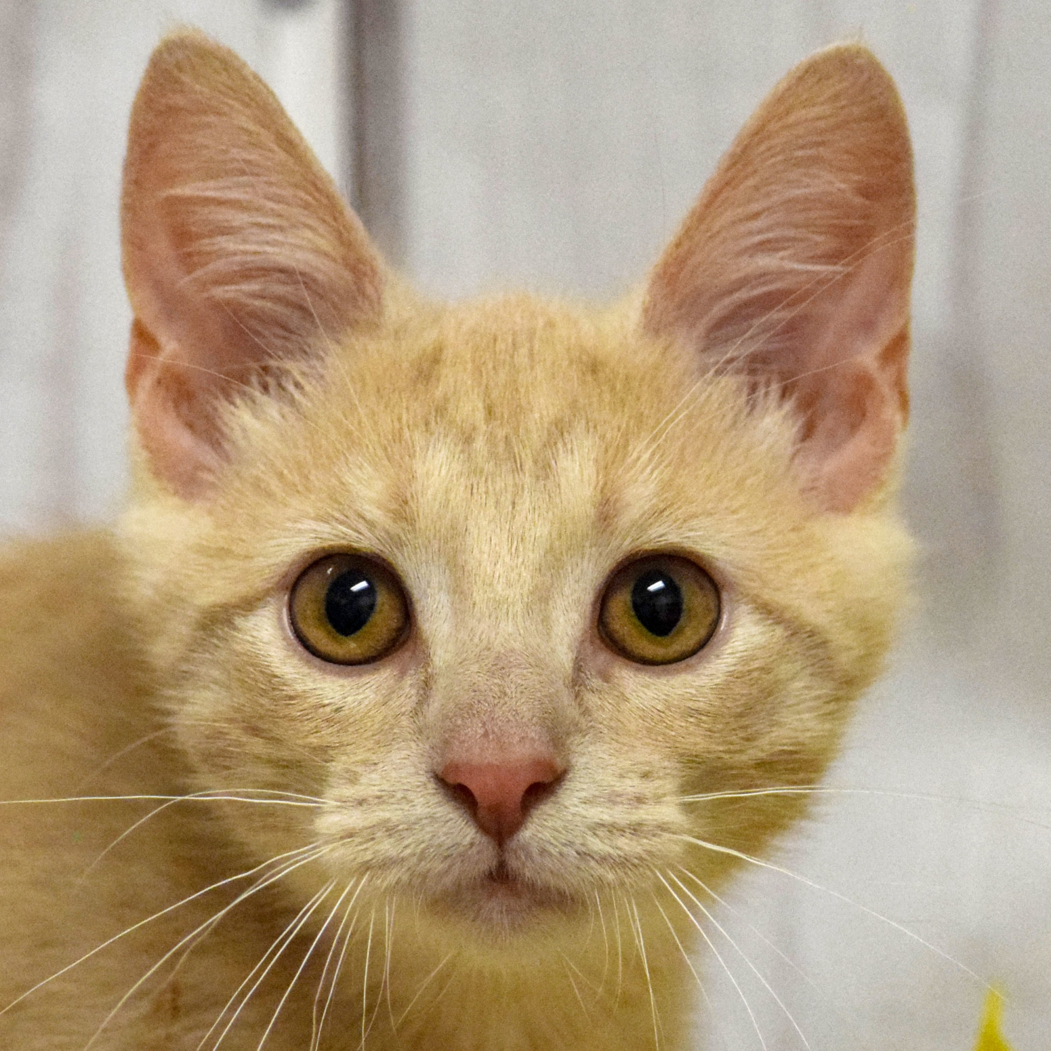 Parker - Animal House Shelter