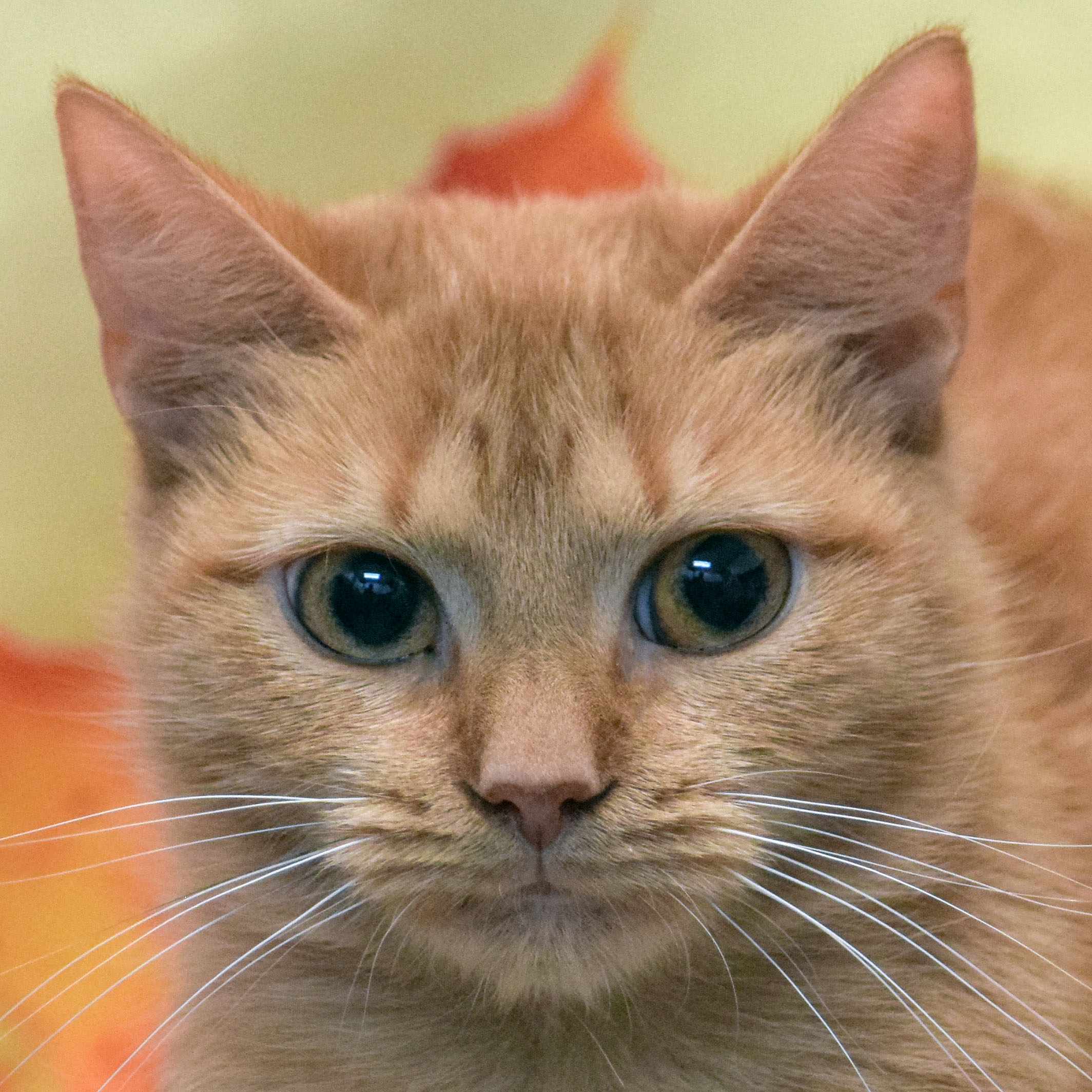 Petunia - Animal House Shelter