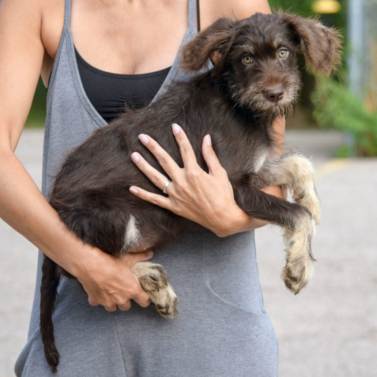 Usher - Animal House Shelter