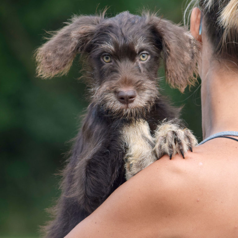 Usher - Animal House Shelter