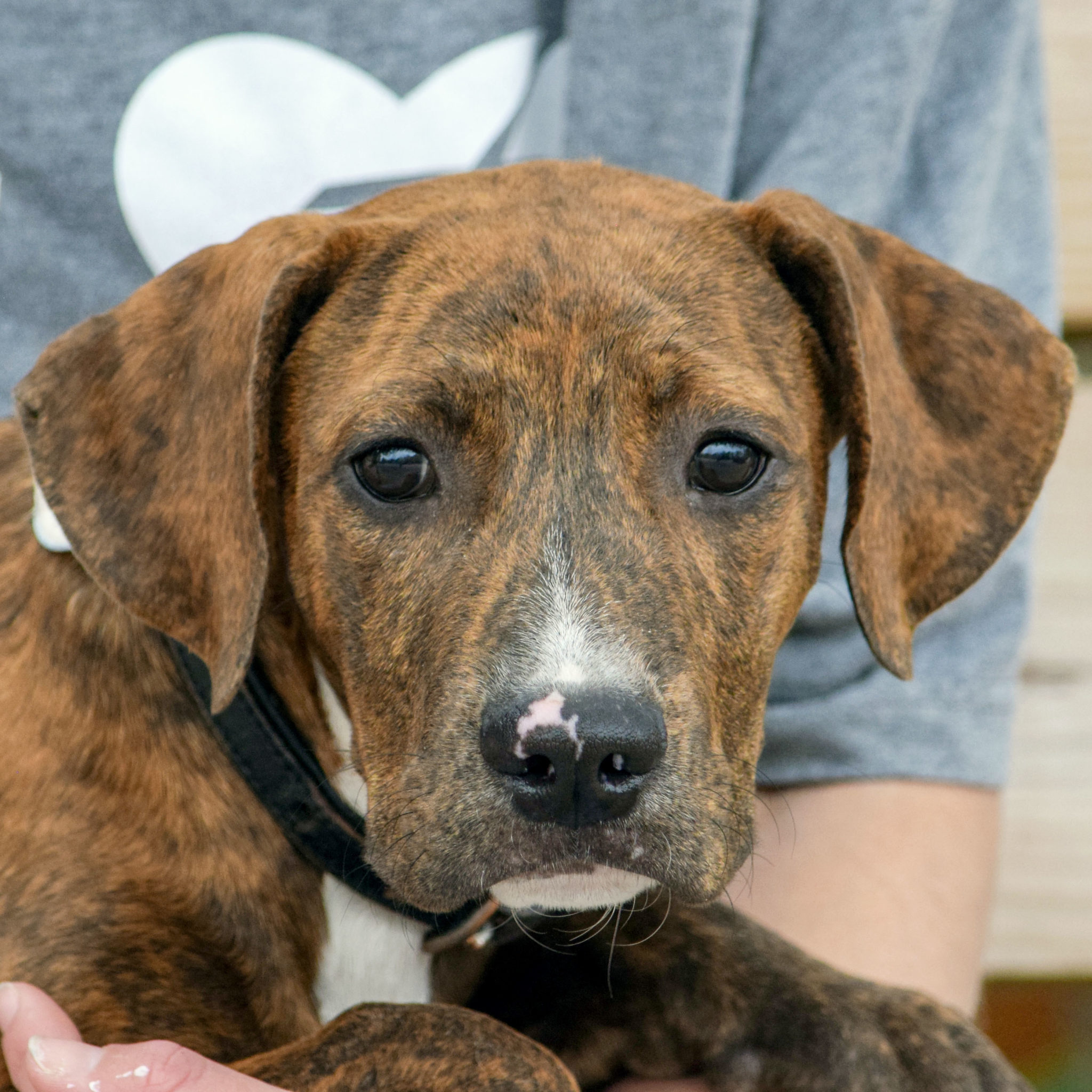 Winifred - Animal House Shelter