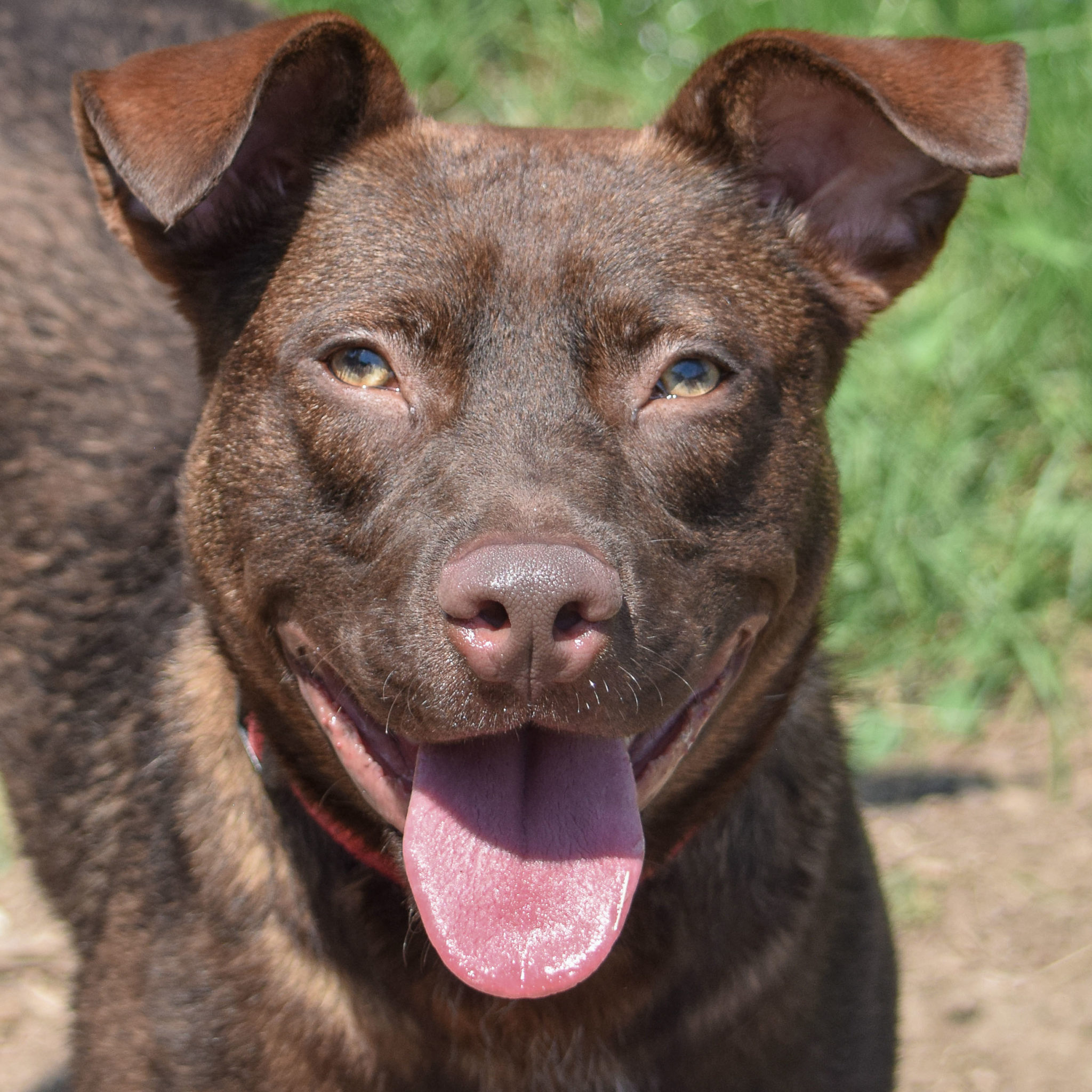 Zeus - Animal House Shelter