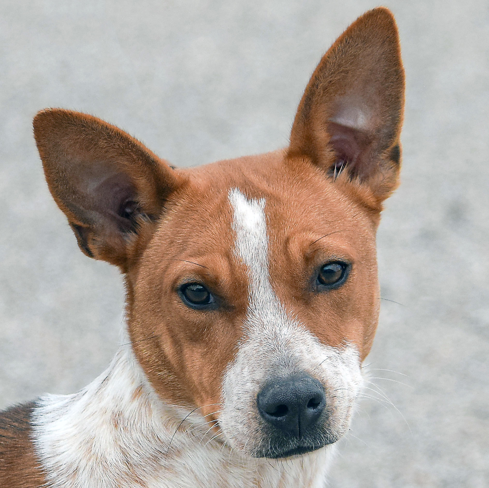 Angel Ray - Animal House Shelter