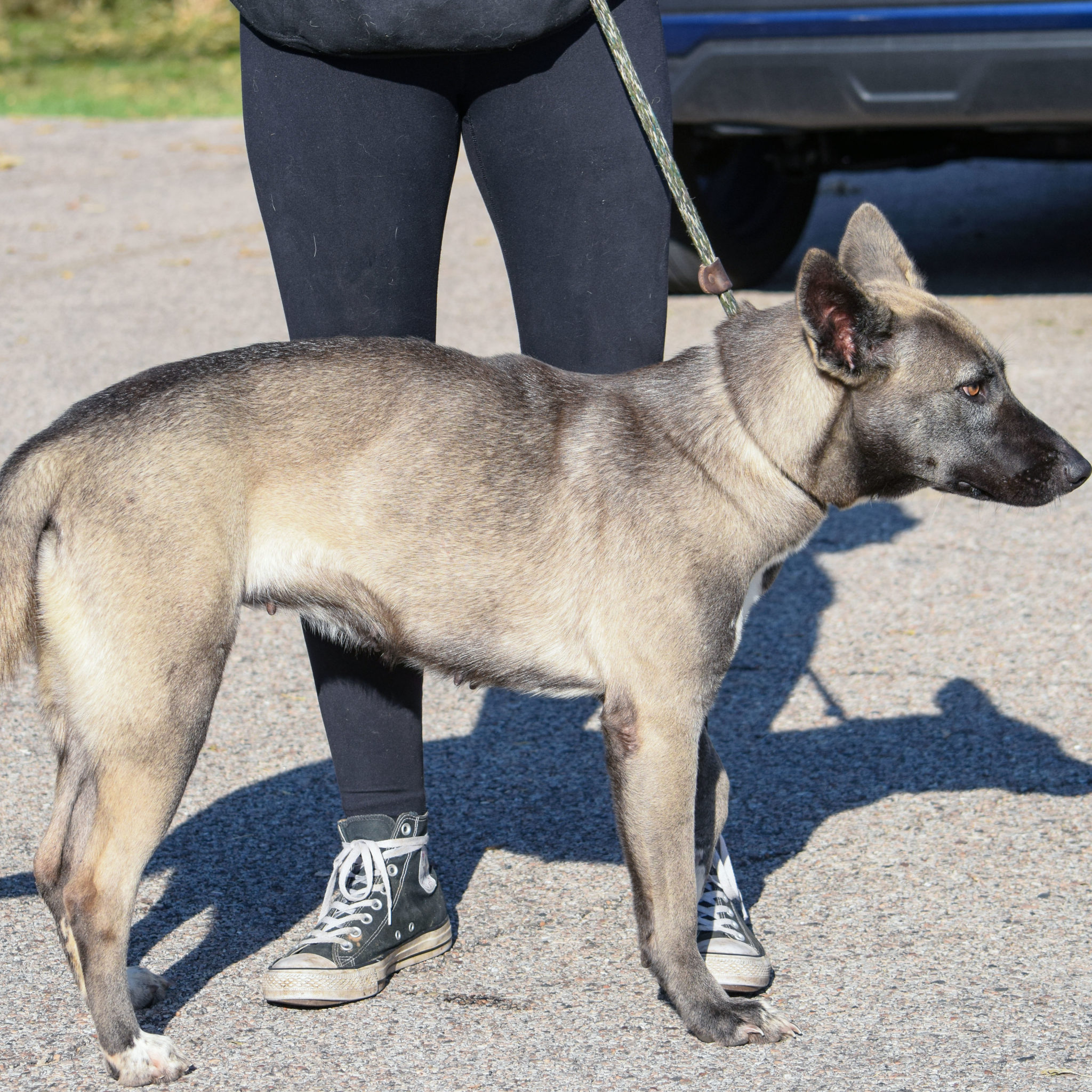 Astra - Animal House Shelter