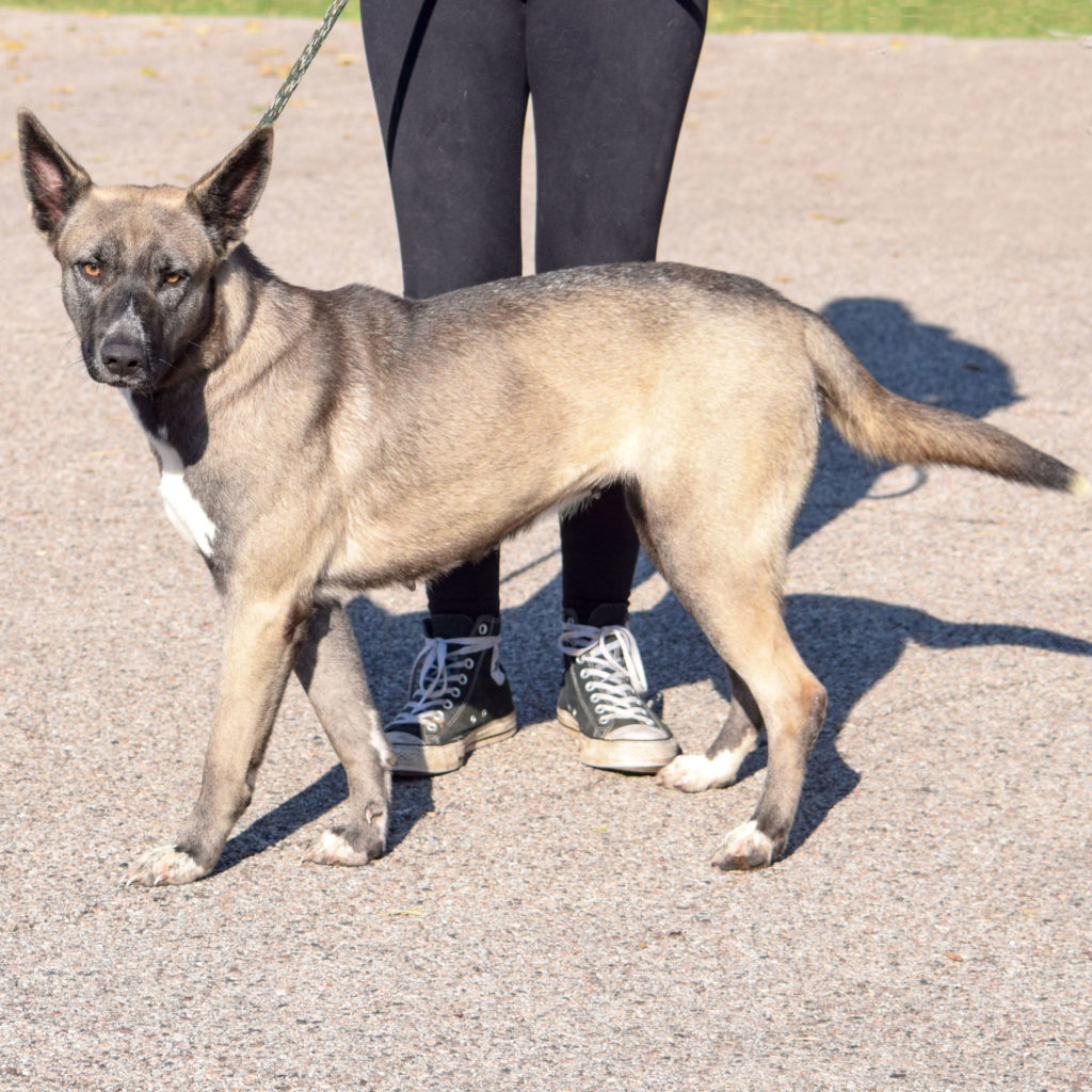 Astra - Animal House Shelter