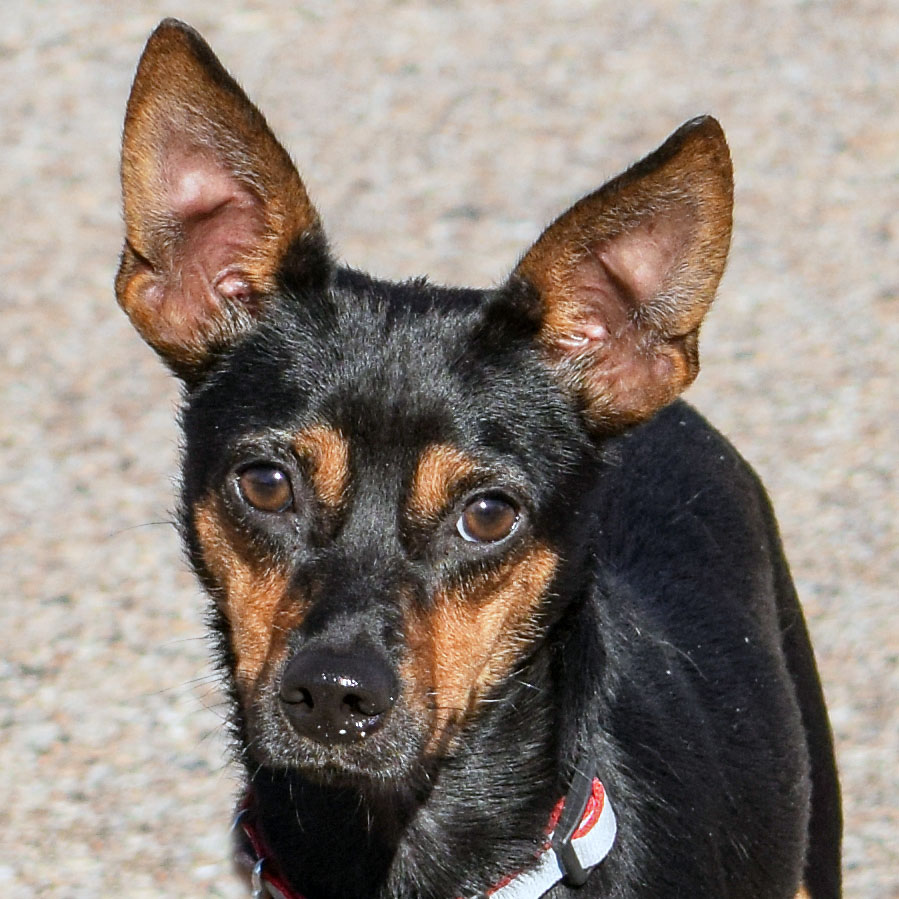 Bacon - Animal House Shelter