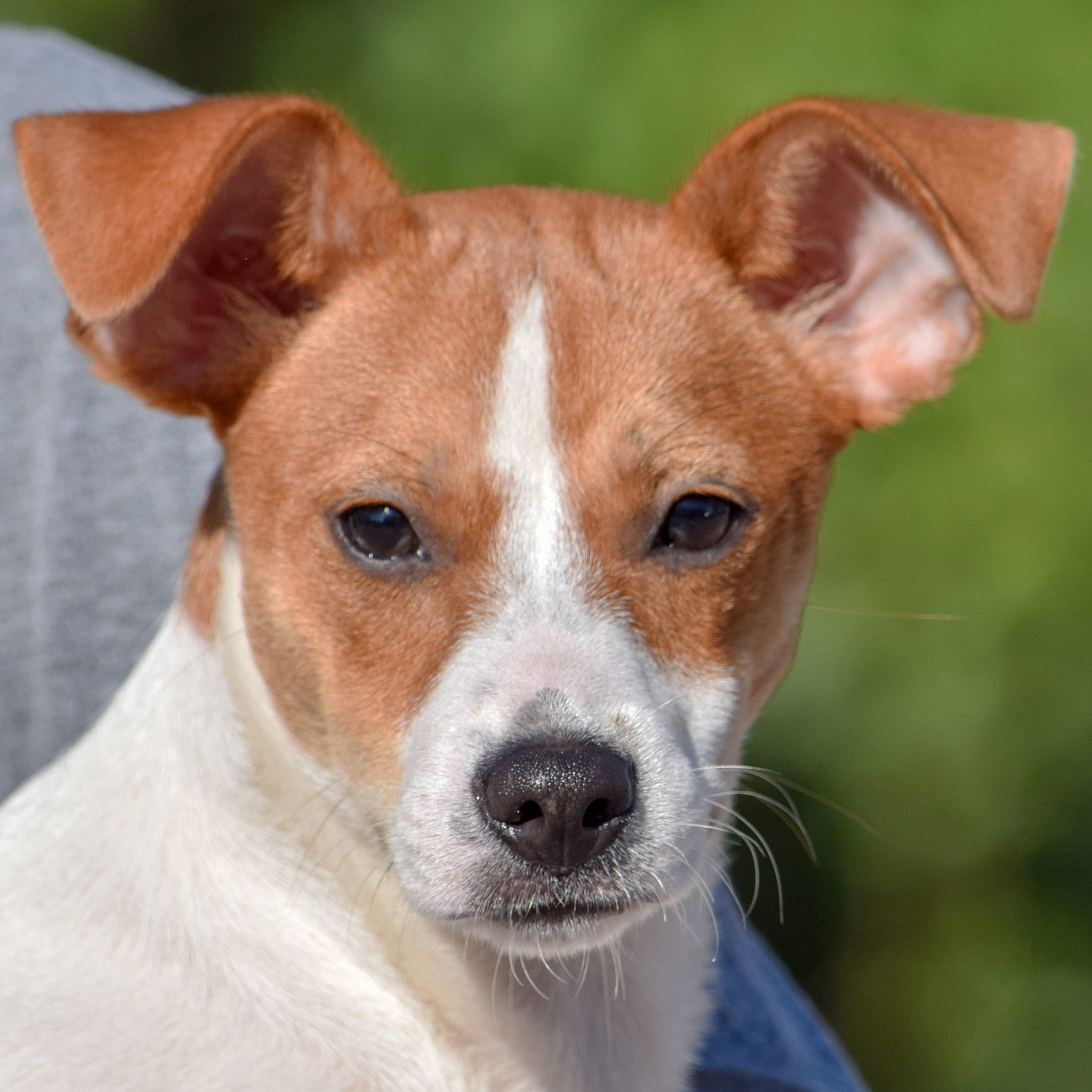 Big Mac - Animal House Shelter