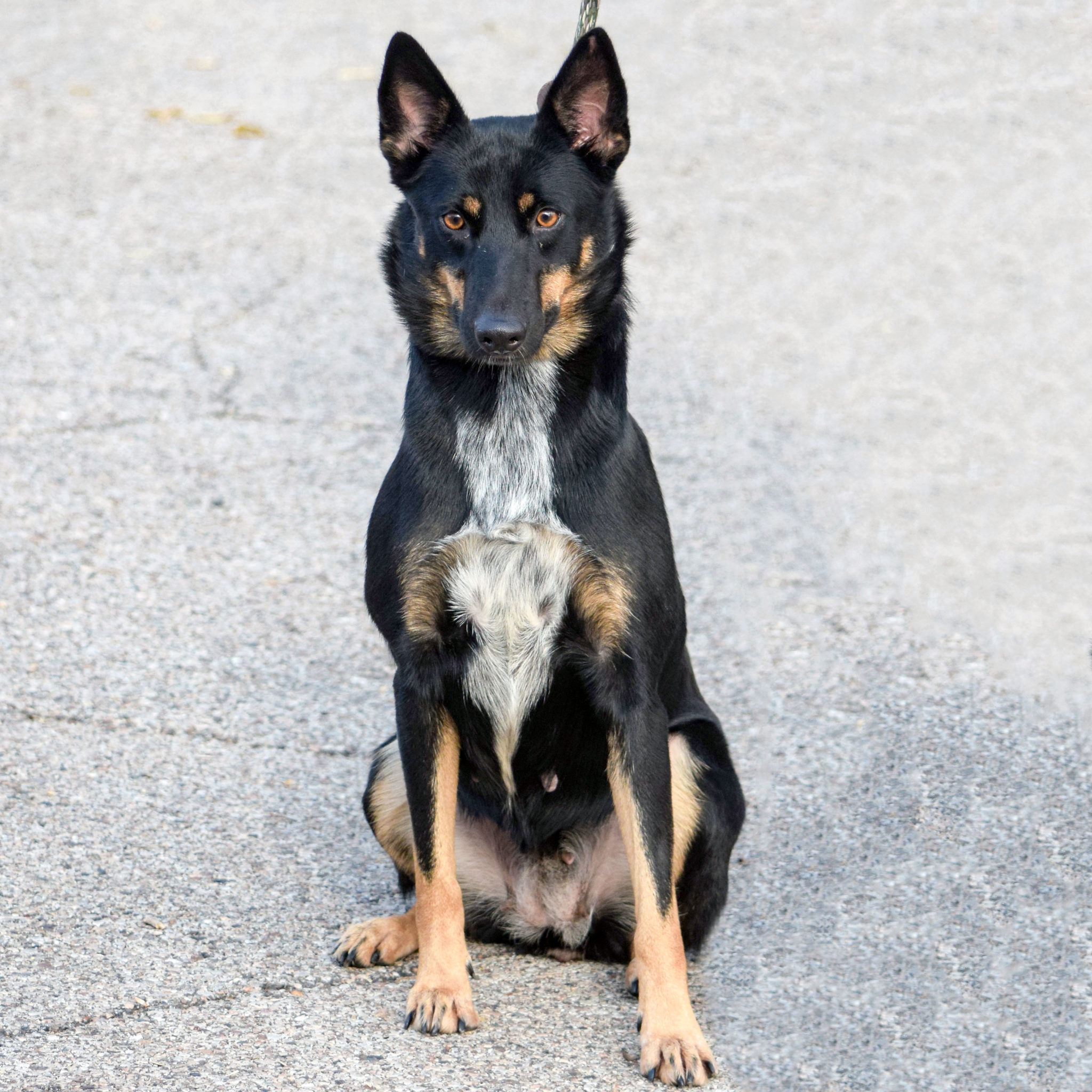 Brandi - Animal House Shelter
