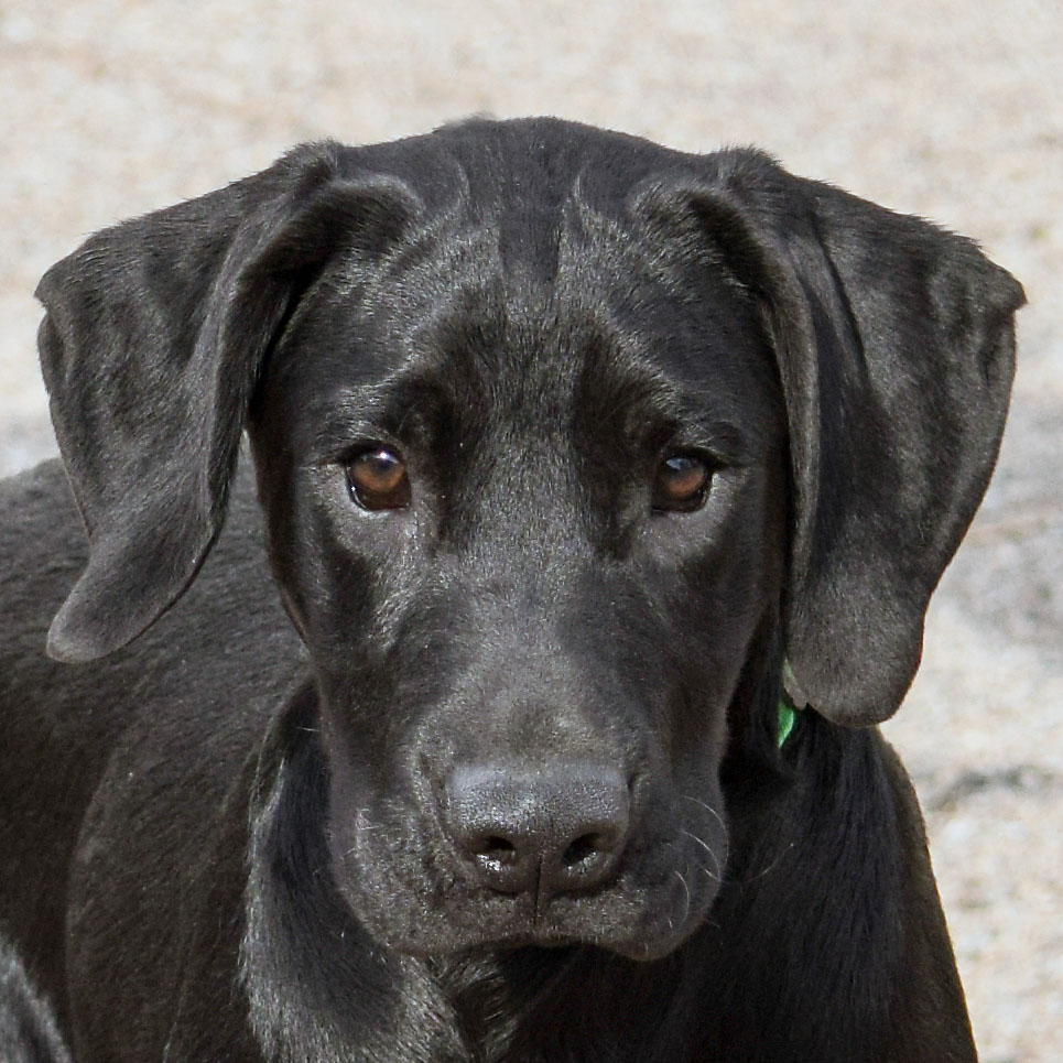 Caleb - Animal House Shelter