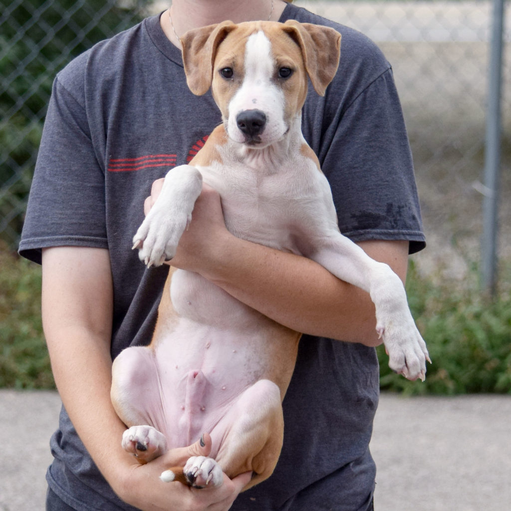 Dennis - Animal House Shelter