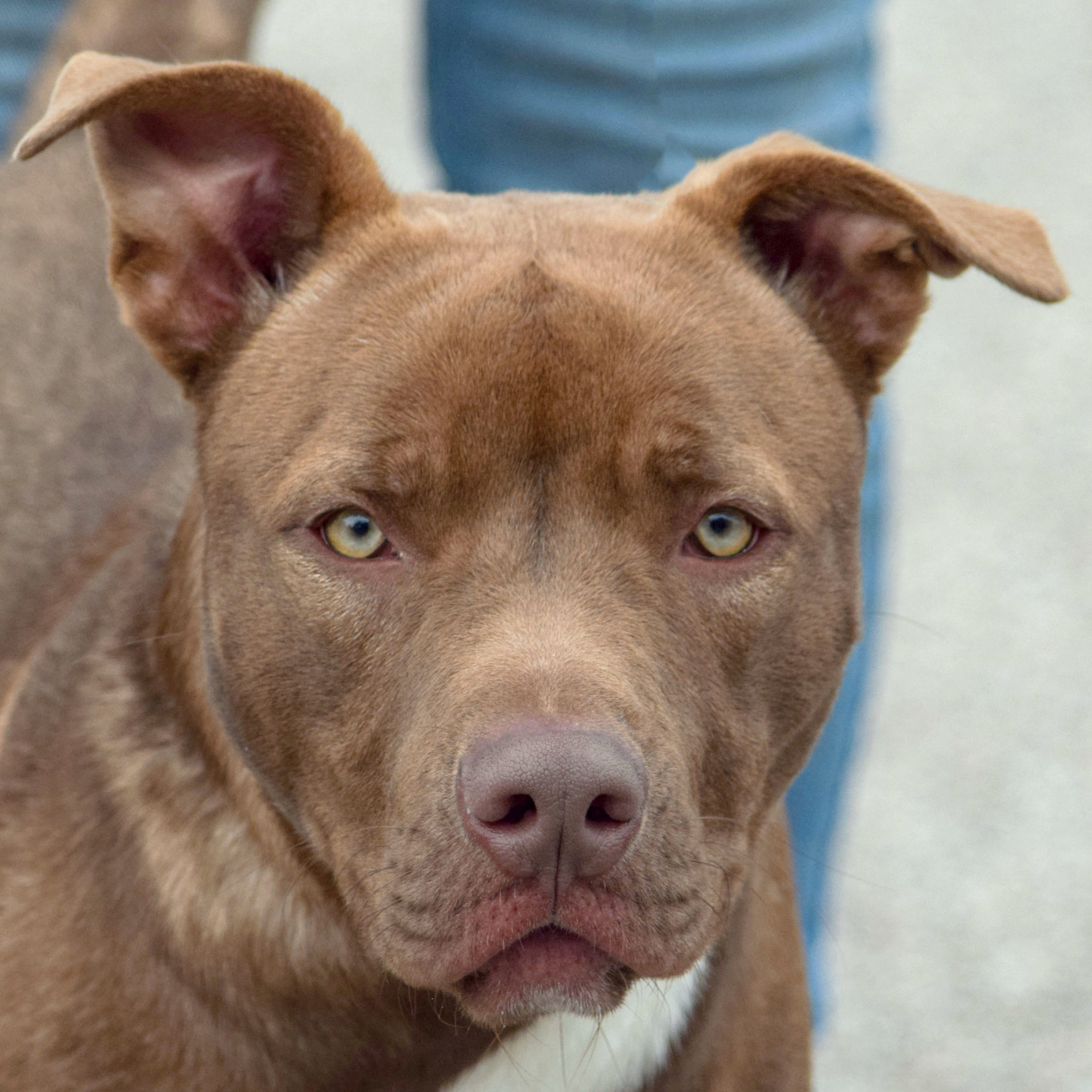 Dogue - Animal House Shelter