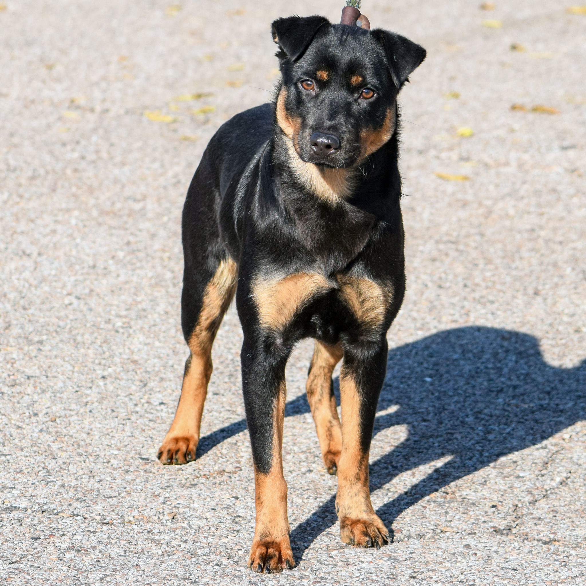 Elle - Animal House Shelter