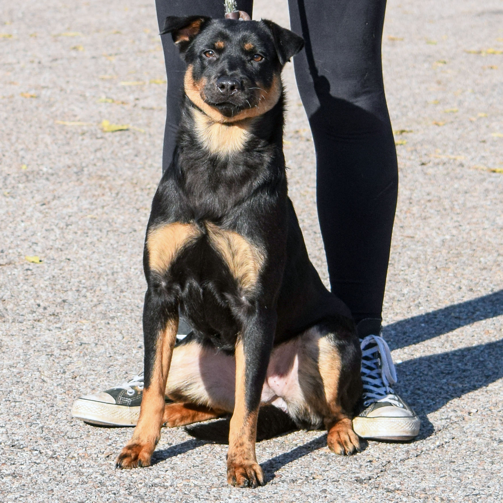 Elle - Animal House Shelter