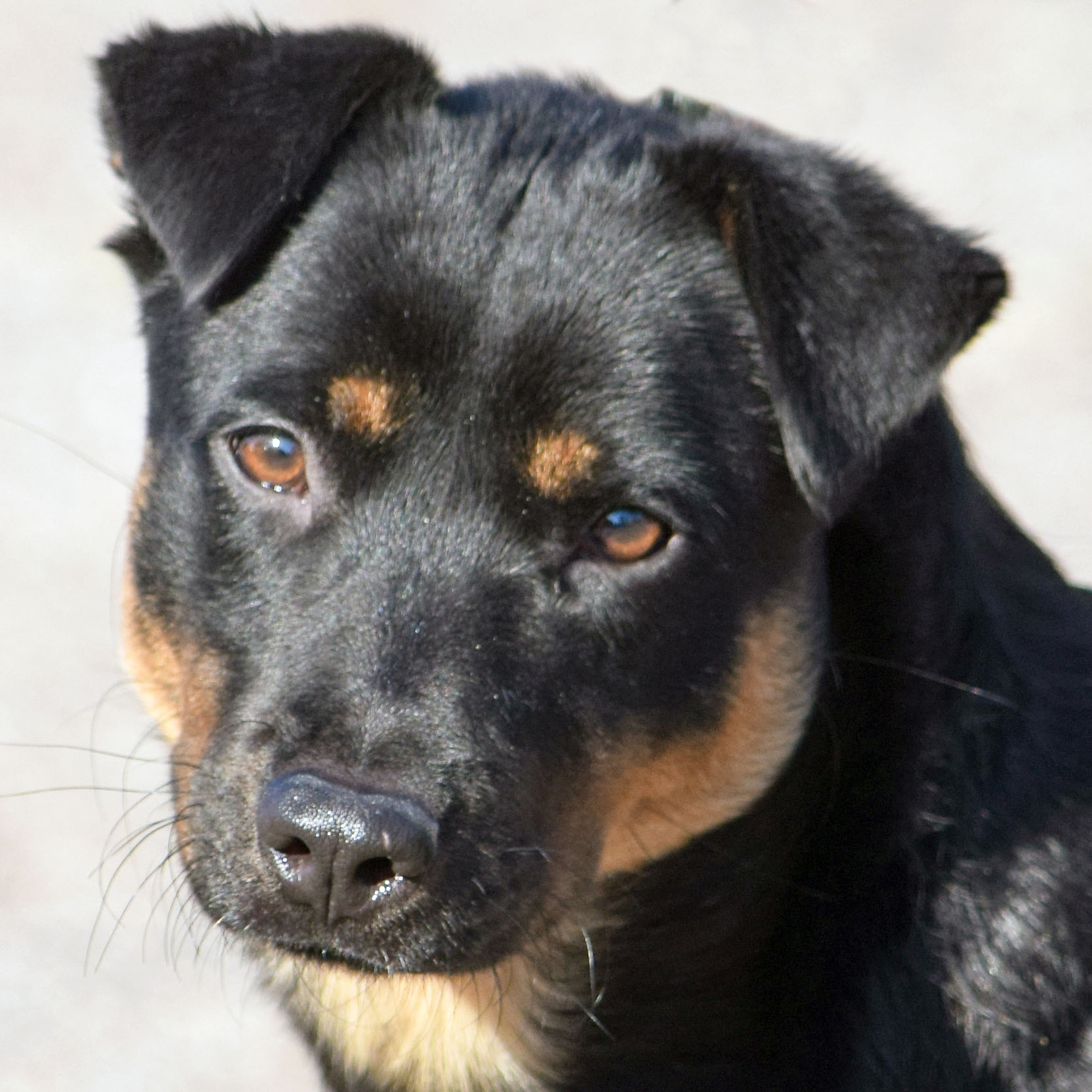 Elle - Animal House Shelter