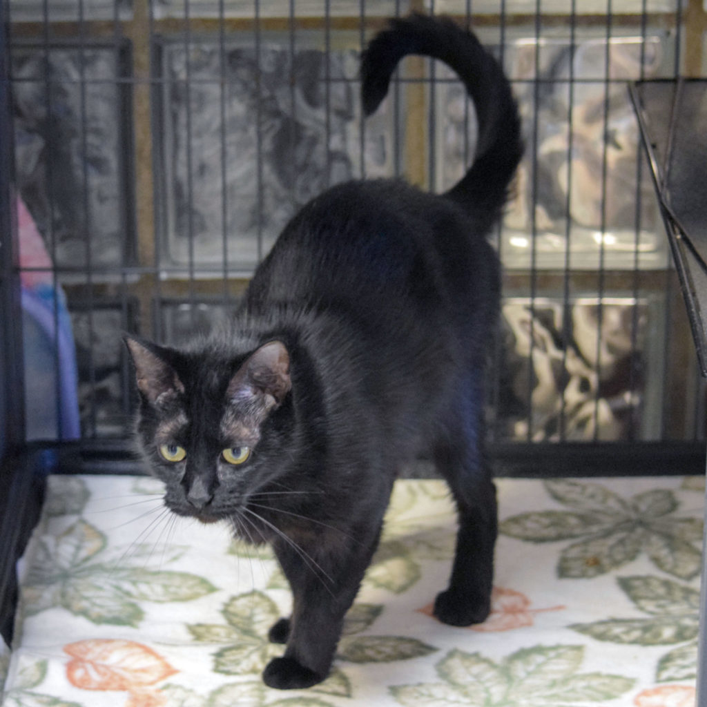 Felicia - Animal House Shelter