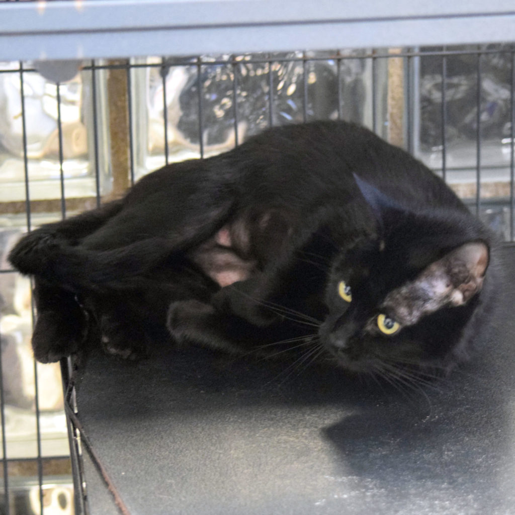 Felicia - Animal House Shelter