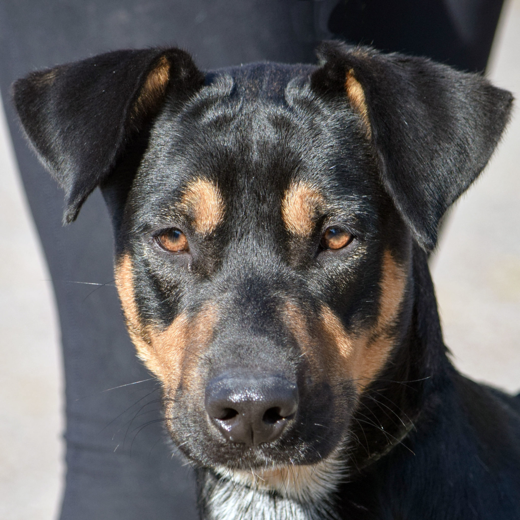 Ford - Animal House Shelter