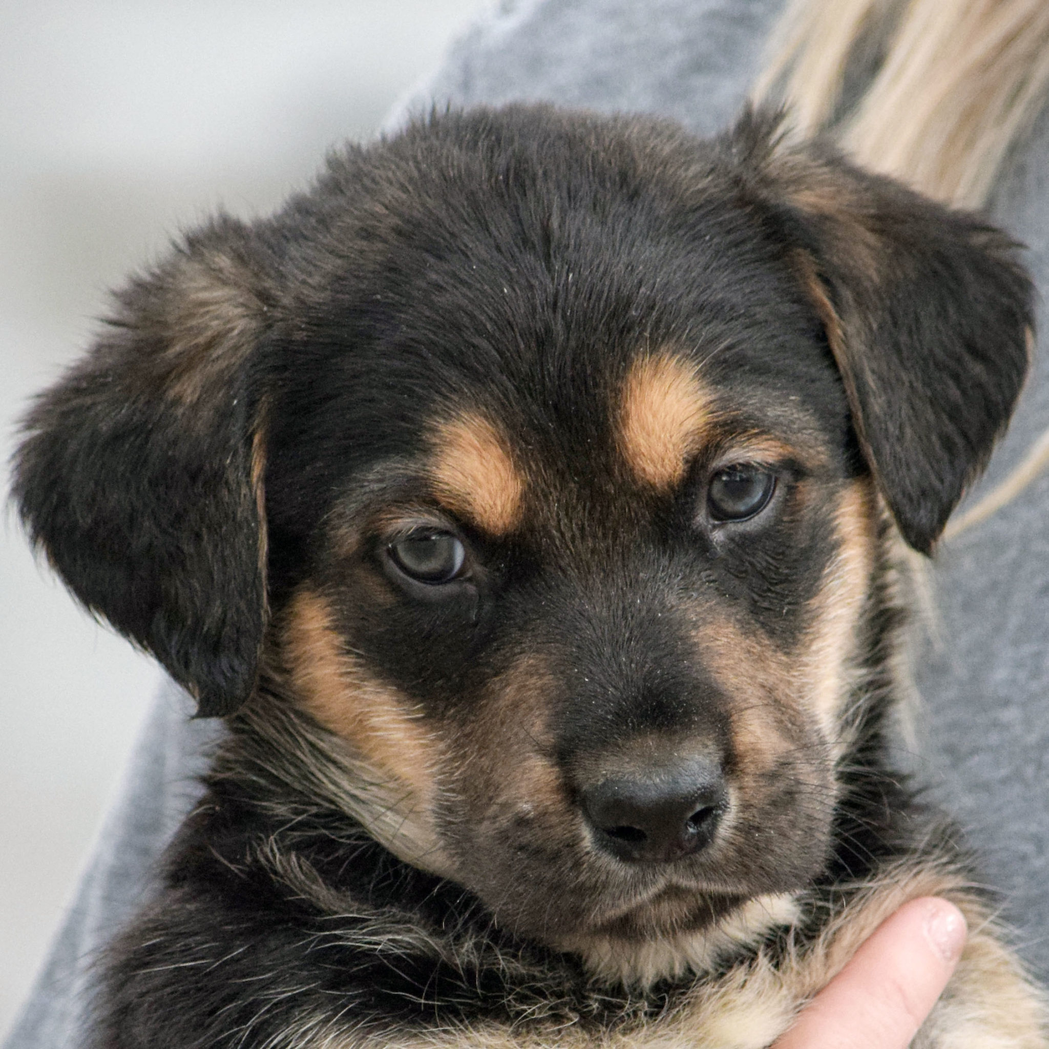 Greg - Animal House Shelter