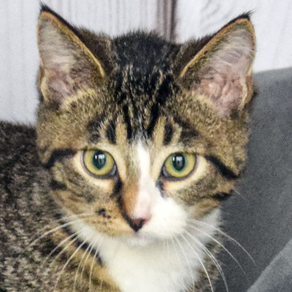 Jeffrey - Animal House Shelter