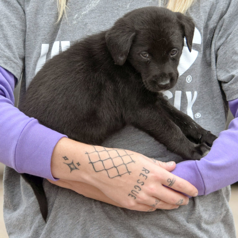 Marcia - Animal House Shelter