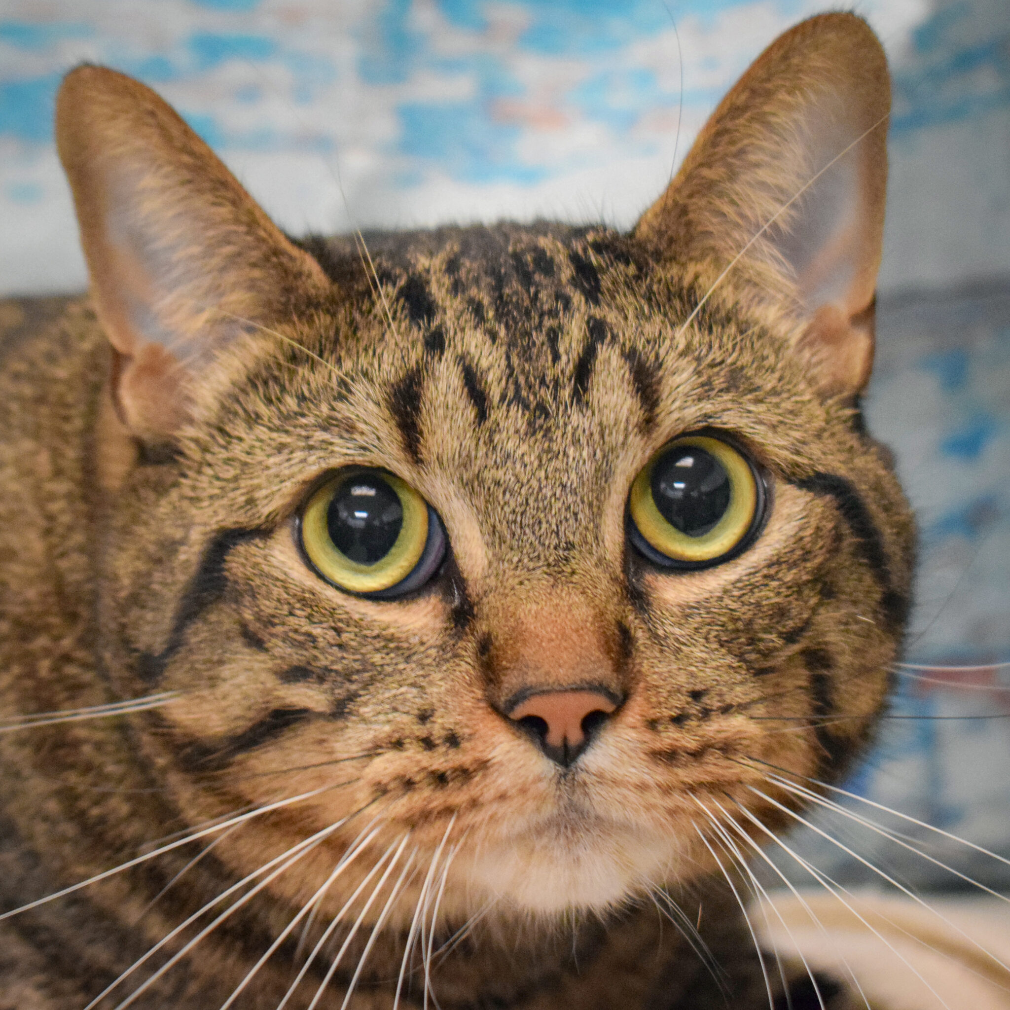 Milo - Animal House Shelter