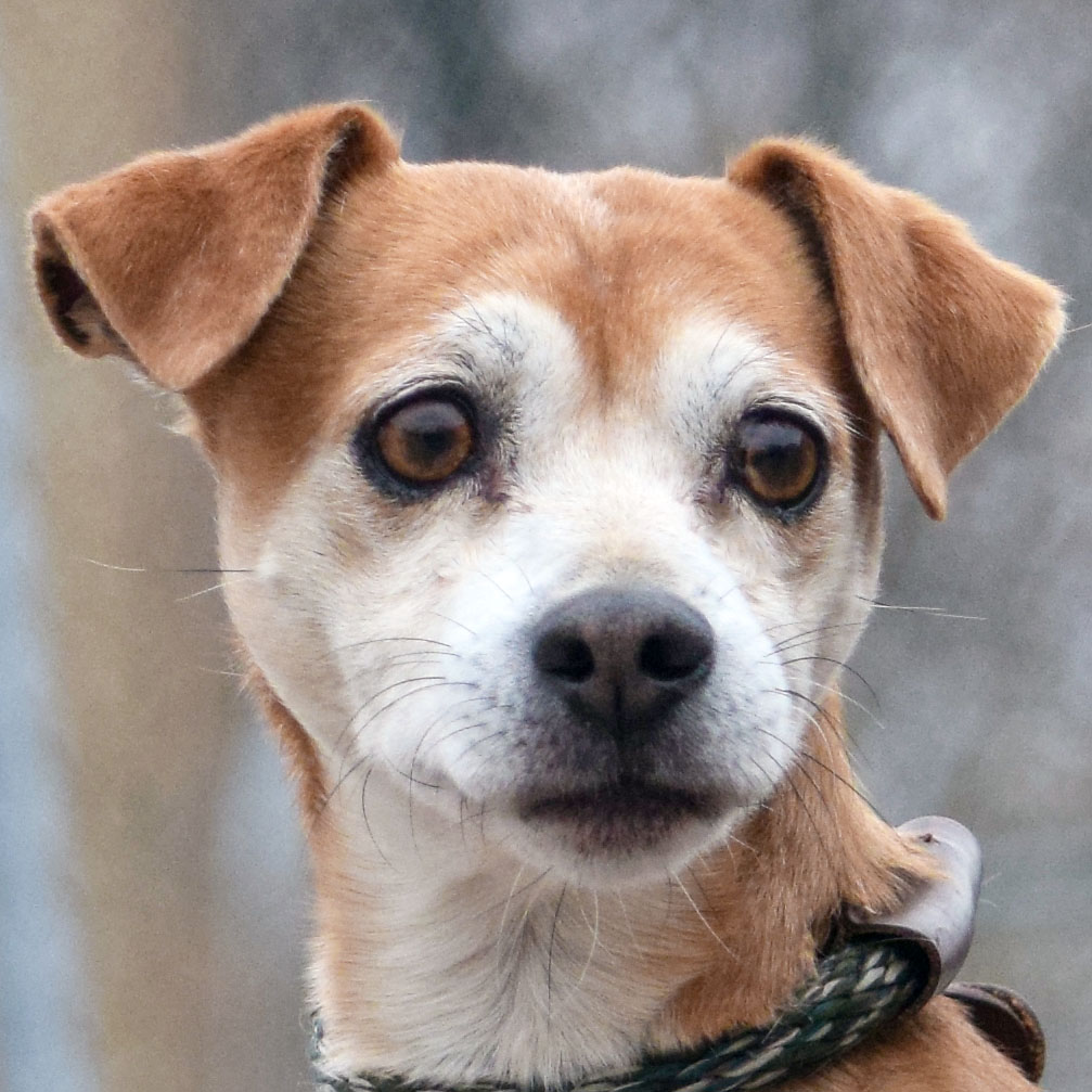 Nacho - Animal House Shelter