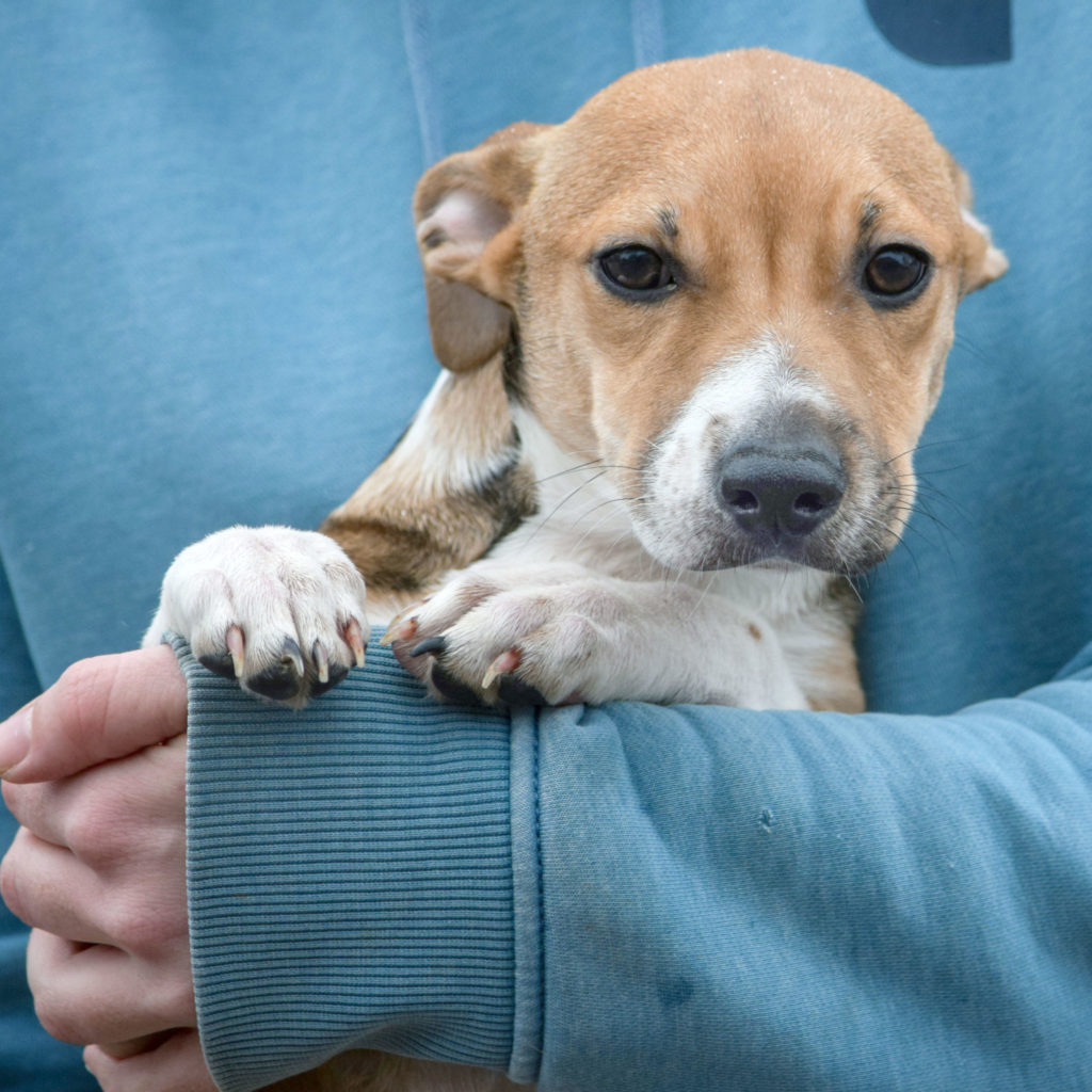 Petal - Animal House Shelter