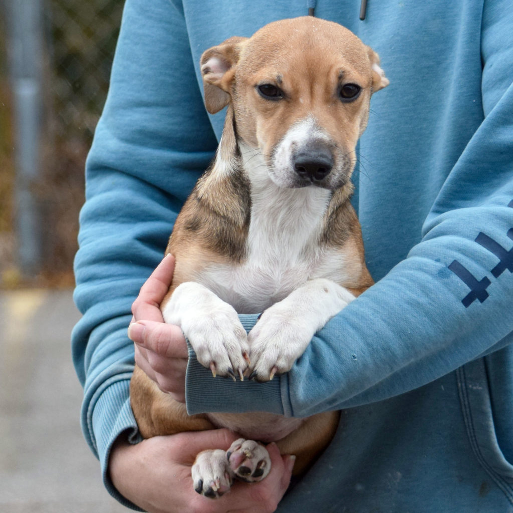 Petal - Animal House Shelter