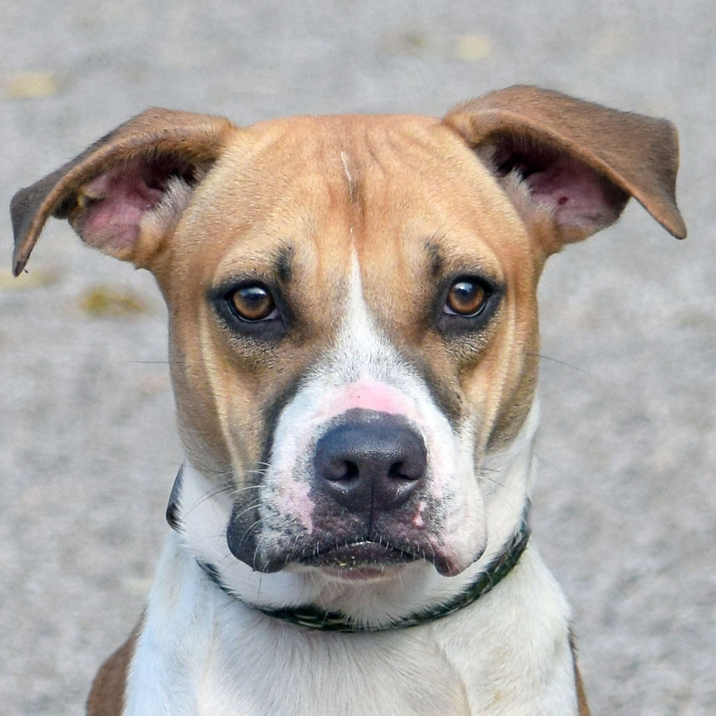 Phoenix - Animal House Shelter