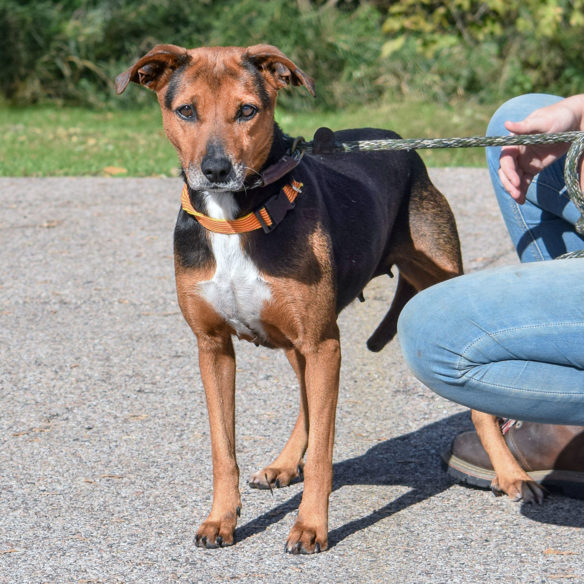 Sheila - Animal House Shelter