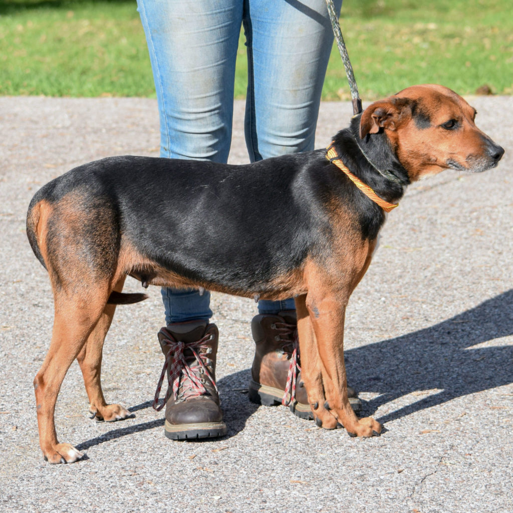 Sheila - Animal House Shelter