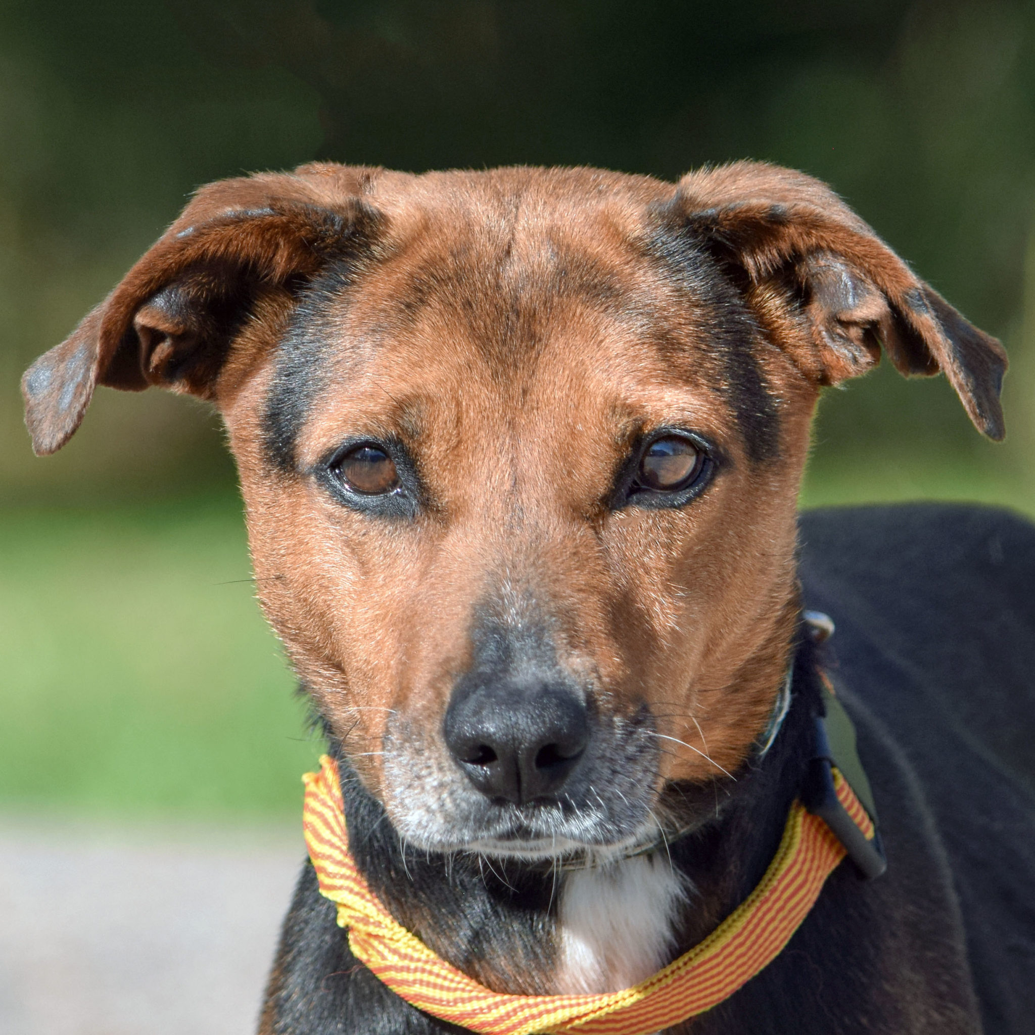 Sheila - Animal House Shelter