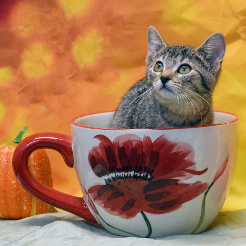 Tedi - Animal House Shelter