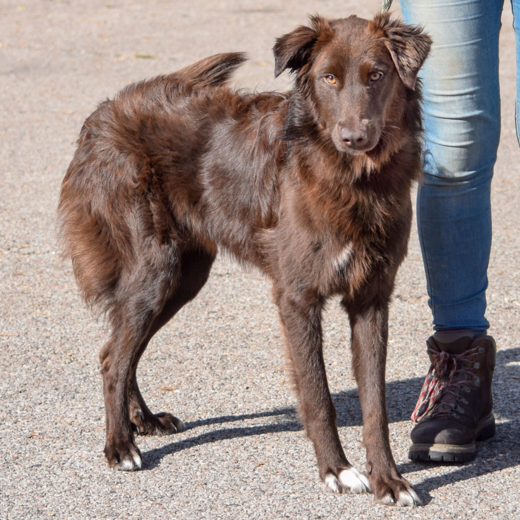 Wanda - Animal House Shelter