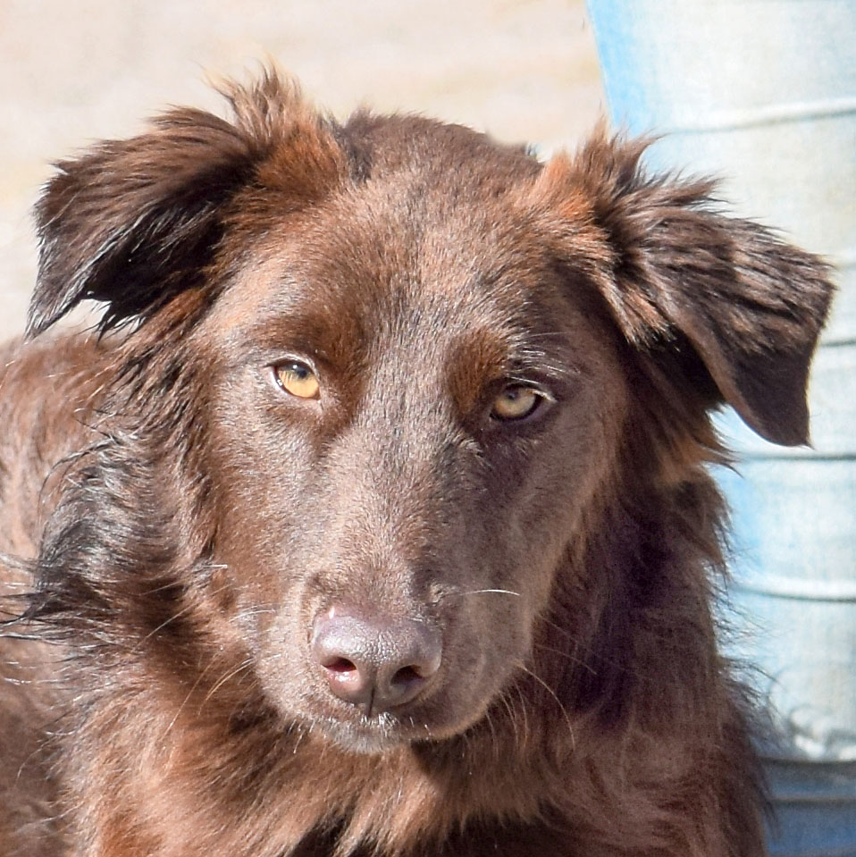 Wanda - Animal House Shelter