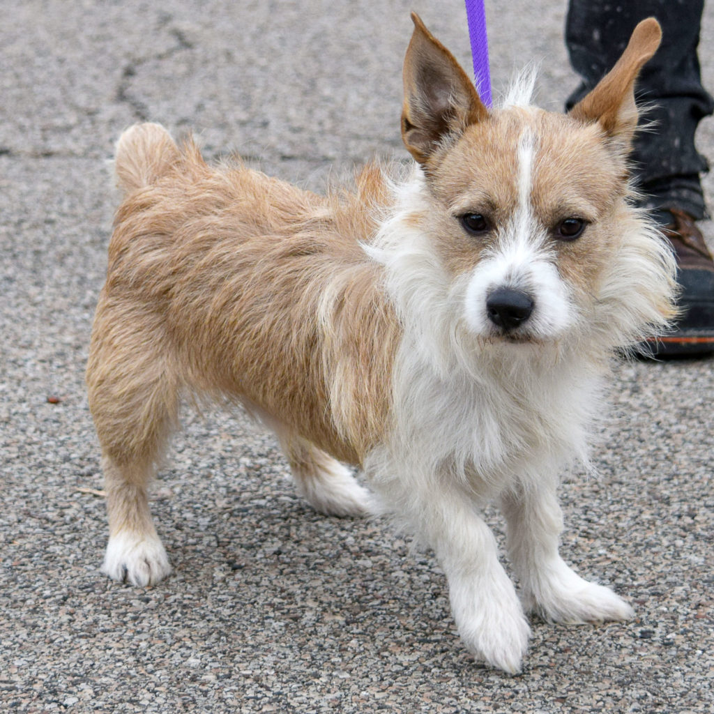 Baxter - Animal House Shelter