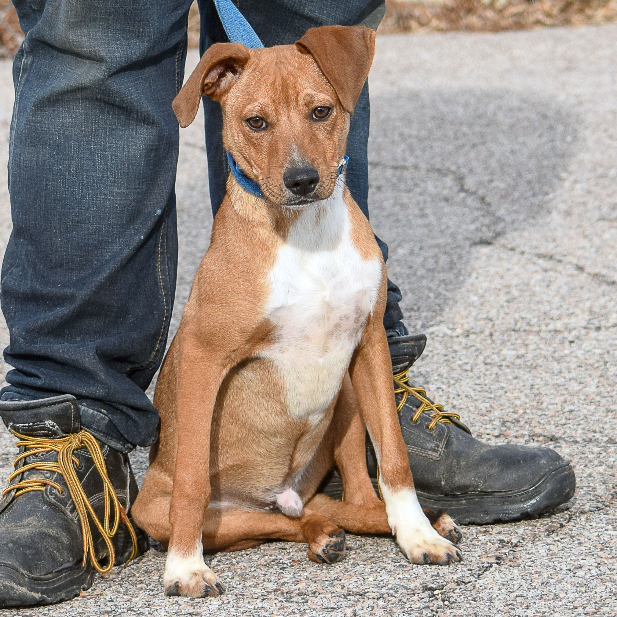 Booker - Animal House Shelter