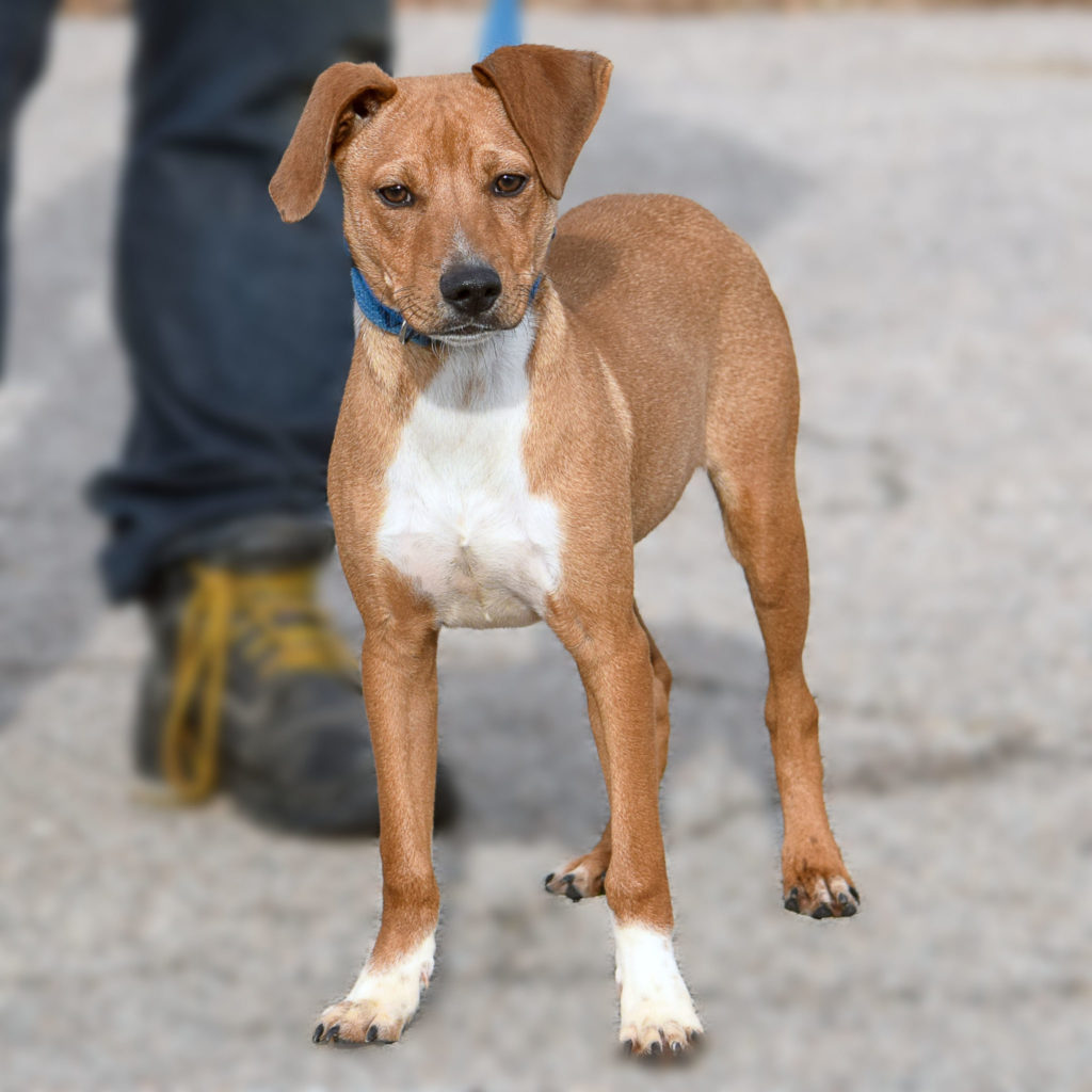 Booker - Animal House Shelter