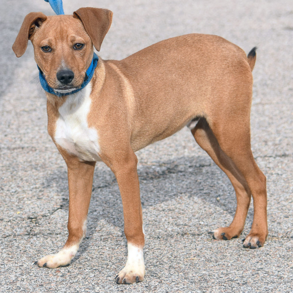 Booker - Animal House Shelter