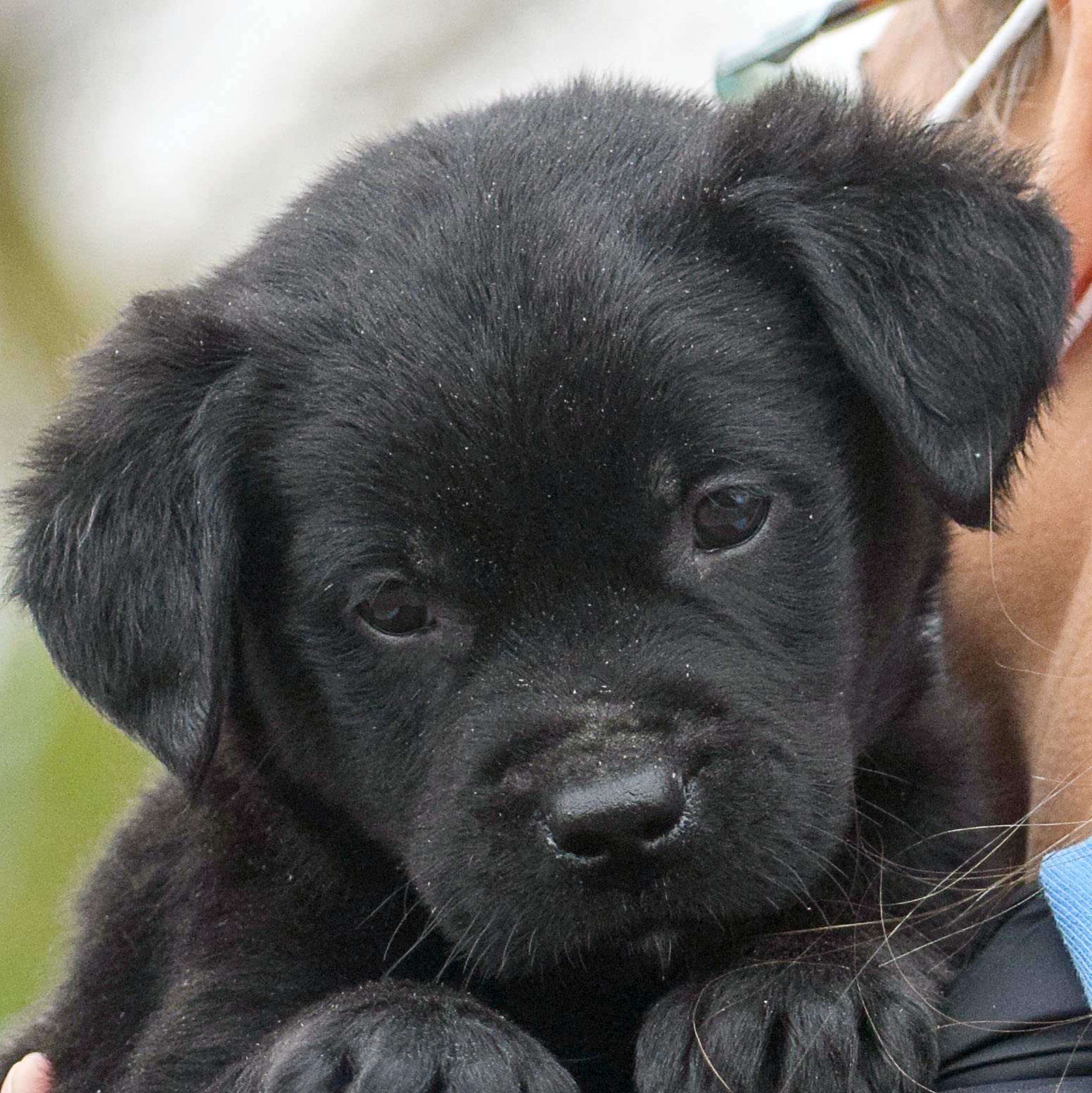 Dax - Animal House Shelter